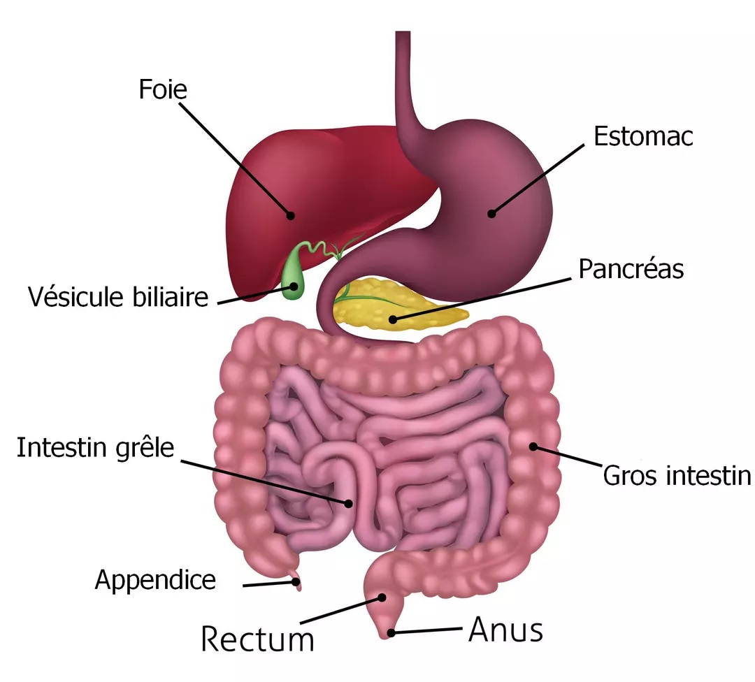 Intestin grêle - Maladie Coeliaque